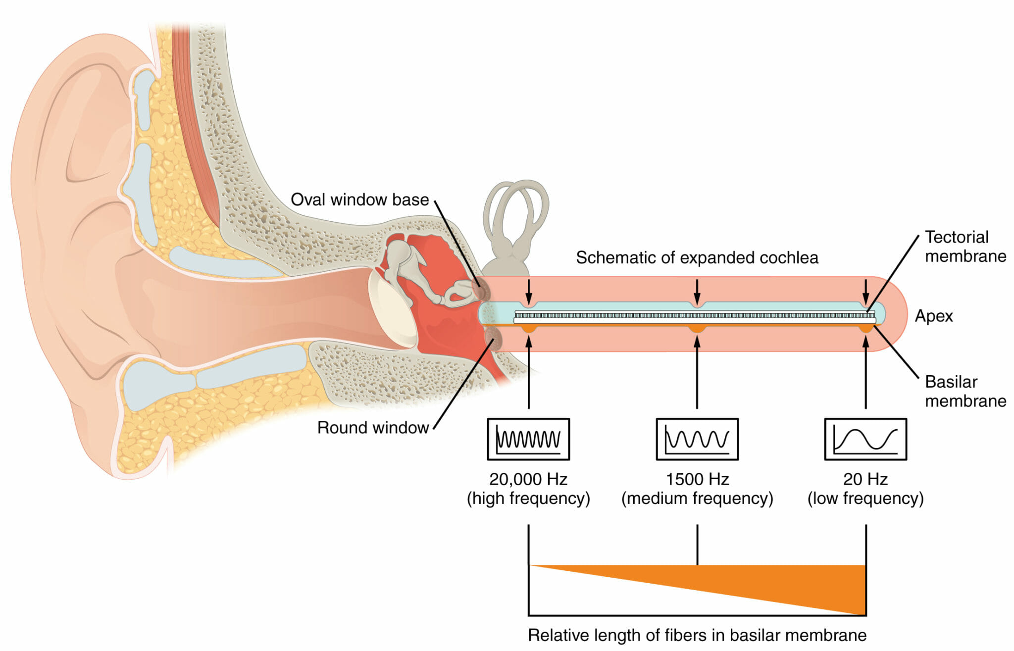 Auditory and Vestibular Pathways: Anatomy | Concise Medical Knowledge