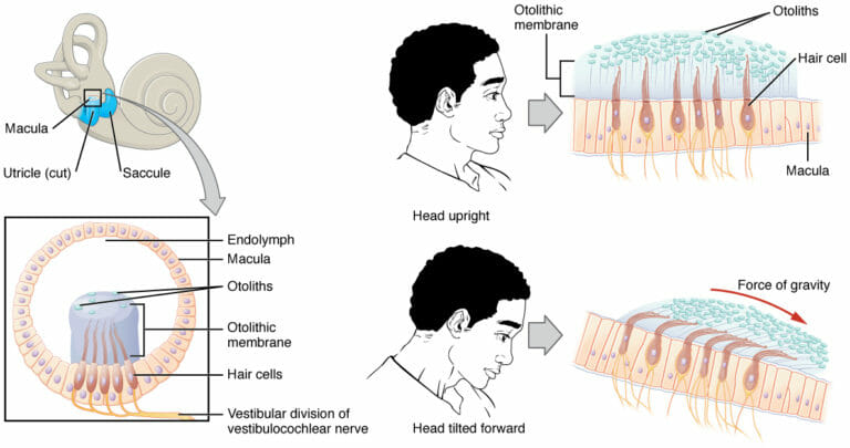 Auditory and Vestibular Pathways: Anatomy | Concise Medical Knowledge