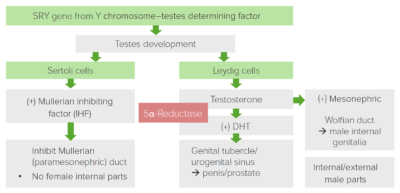 5-alpha-reductase Deficiency | Concise Medical Knowledge