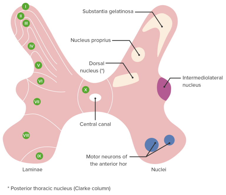 Dolor: Tipos y Vías | Concise Medical Knowledge