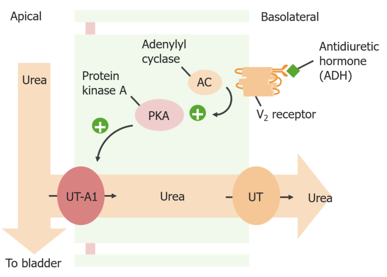 Tubular System | Concise Medical Knowledge