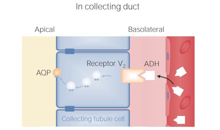 Renal Sodium and Water Regulation | Concise Medical Knowledge