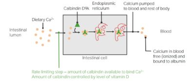 Calcium Hemostasis and Bone Metabolism | Concise Medical Knowledge