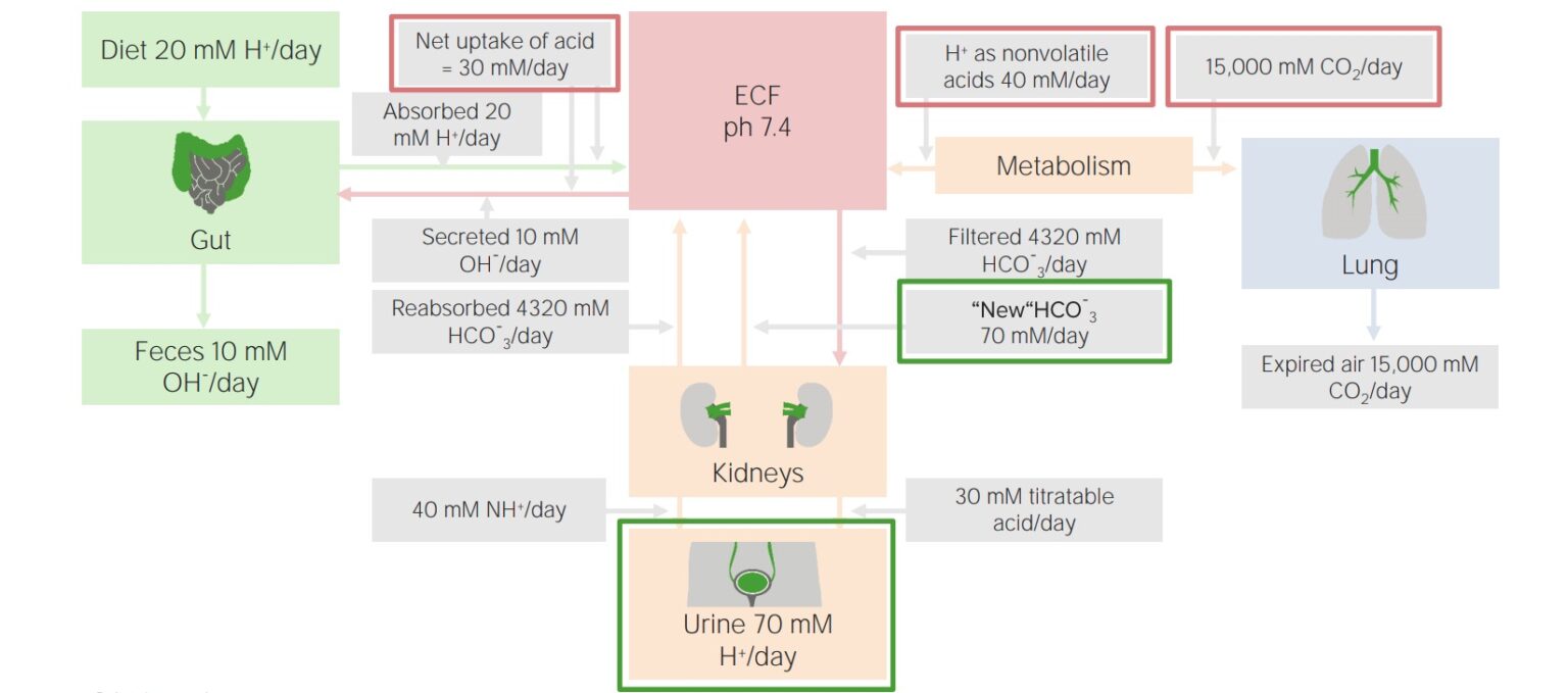 Acid-Base Balance | Concise Medical Knowledge