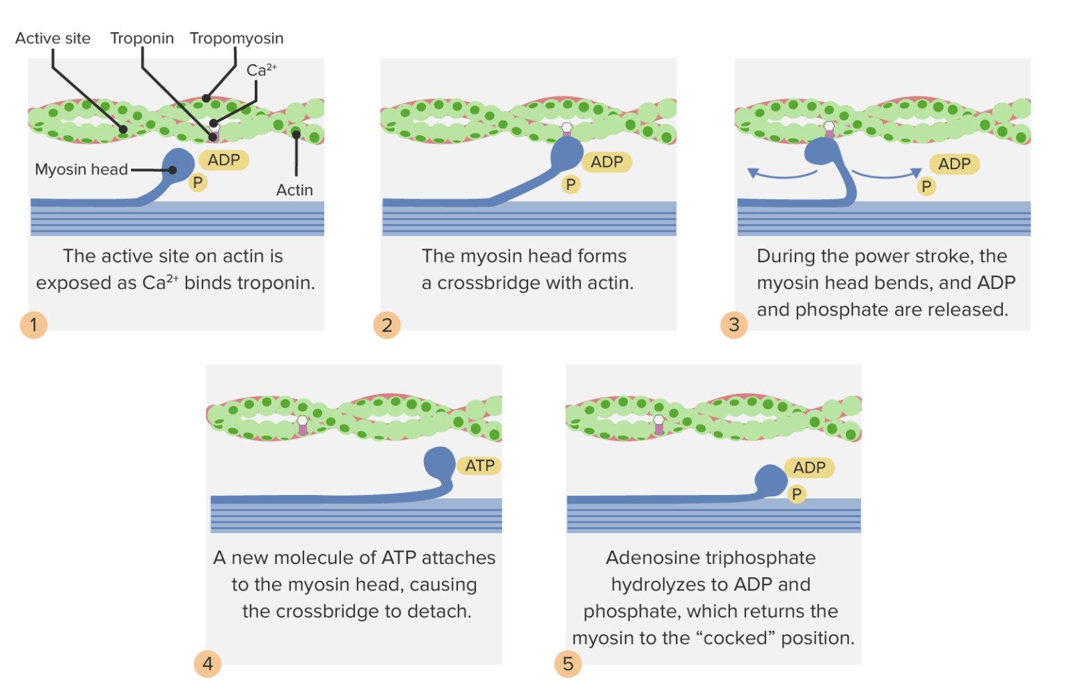 Skeletal Muscle Contraction | Concise Medical Knowledge