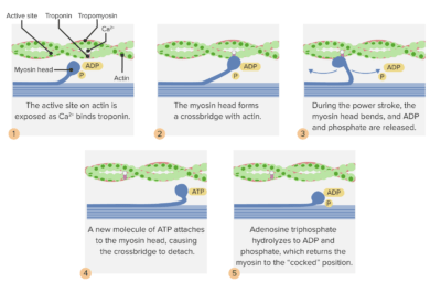 Skeletal Muscle Contraction | Concise Medical Knowledge