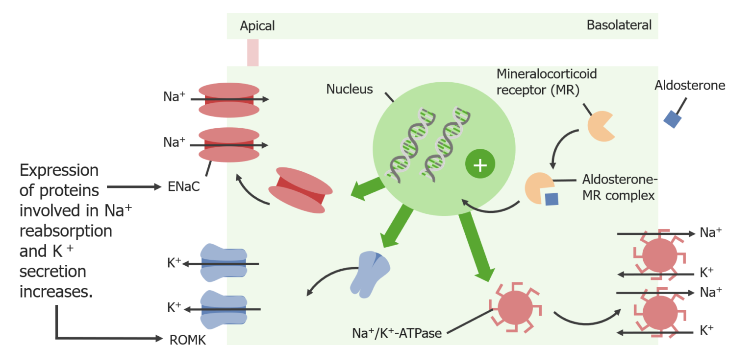 Tubular System | Concise Medical Knowledge