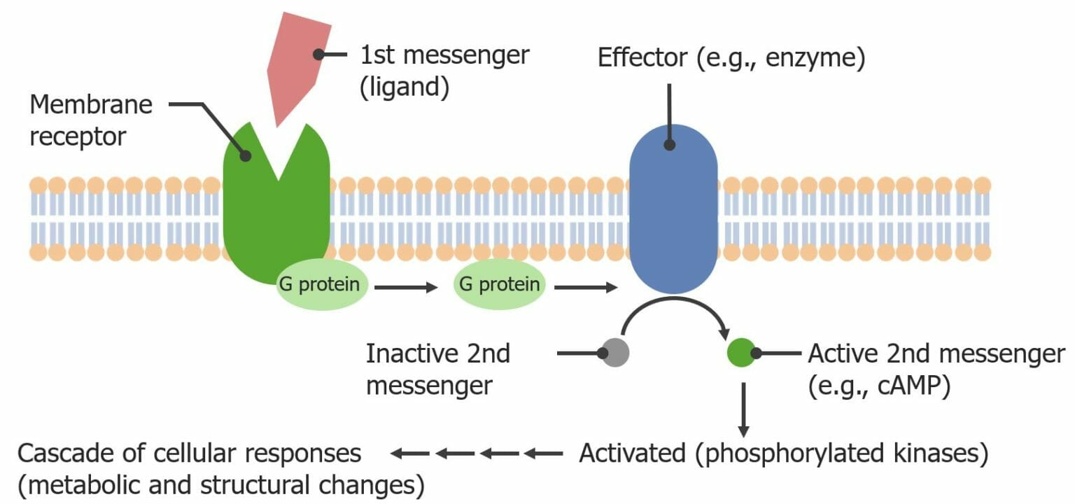 Receptors | Concise Medical Knowledge