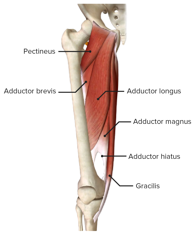 Hip Joint Concise Medical Knowledge Hip Joint Concise Medical Knowledge