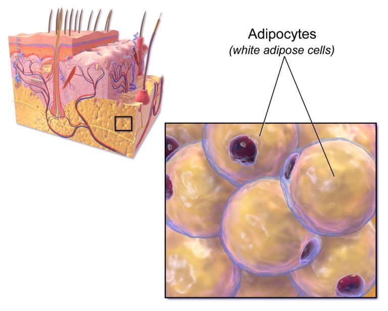 Adipose Tissue: Histology | Concise Medical Knowledge Adipose Tissue: Histology | Concise Medical Knowledge