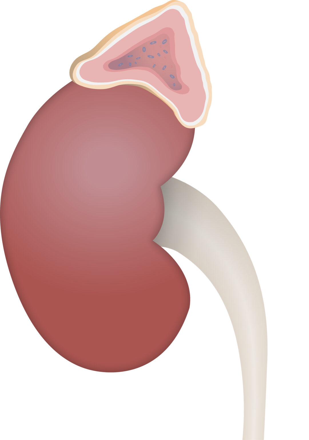 Adrenal Glands: Anatomy | Concise Medical Knowledge
