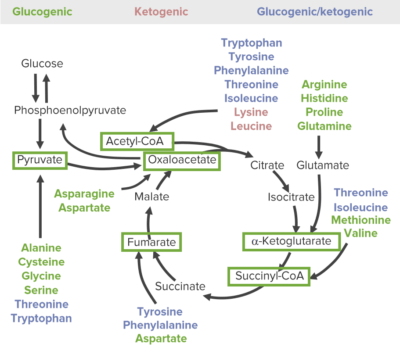 Fundamentos de los Aminoácidos | Concise Medical Knowledge