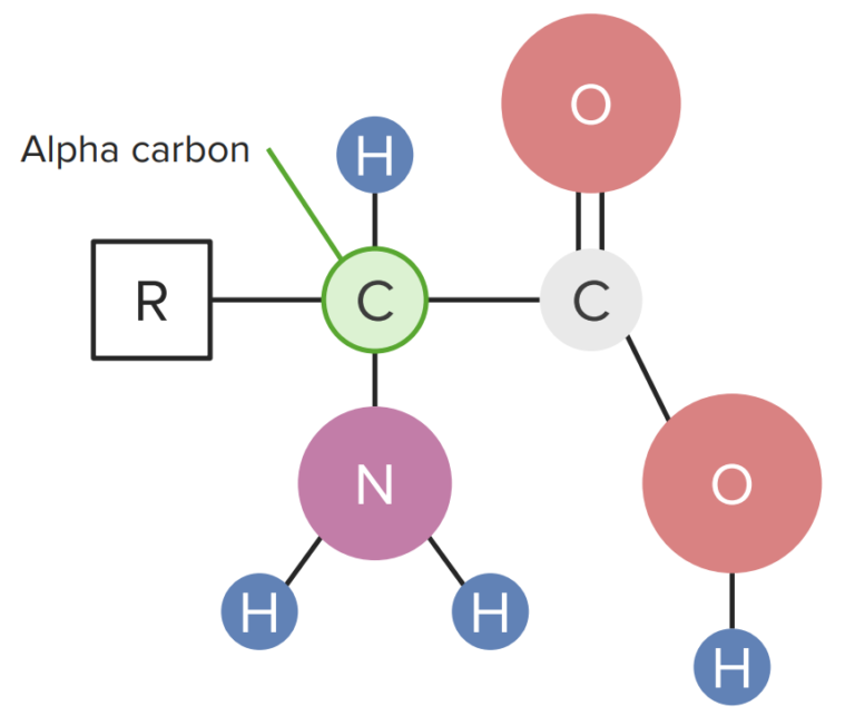 Procesamiento Postraduccional de Proteínas | Concise Medical Knowledge