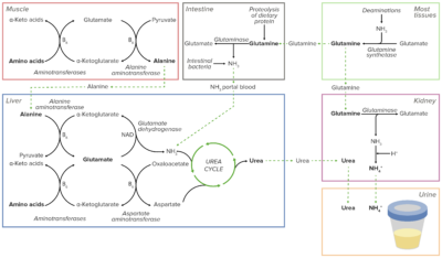 Ciclo de la Urea | Concise Medical Knowledge