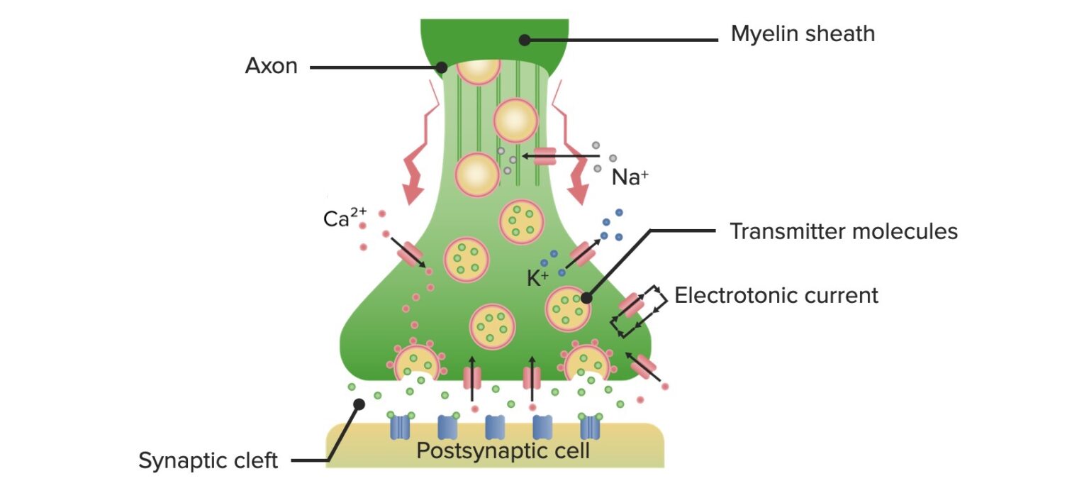 Synapses and Neurotransmission | Concise Medical Knowledge