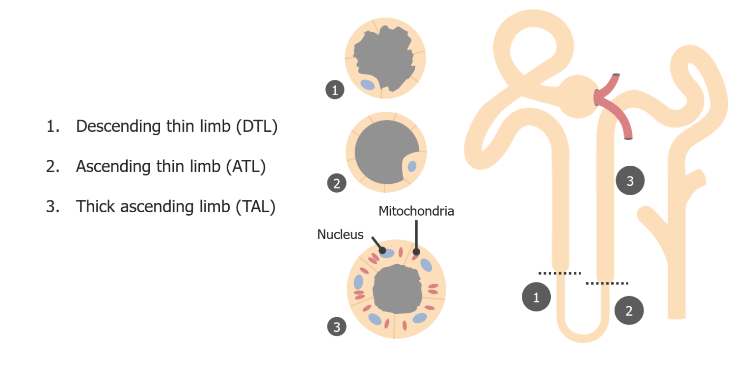 Tubular System | Concise Medical Knowledge