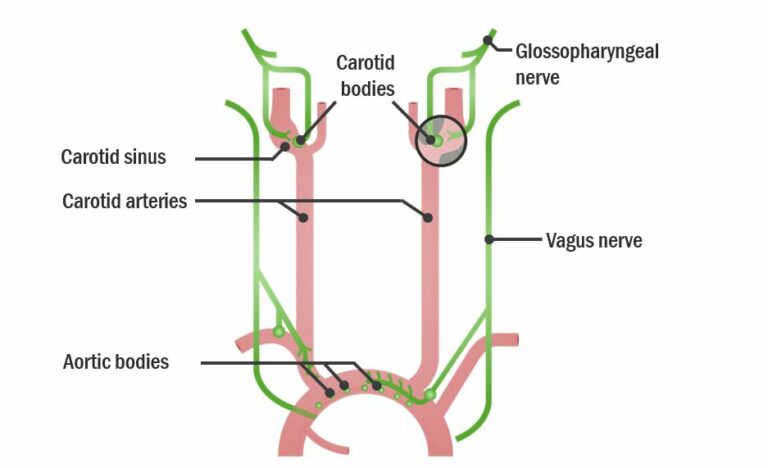 Respiratory Regulation | Concise Medical Knowledge