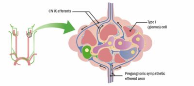 Respiratory Regulation | Concise Medical Knowledge