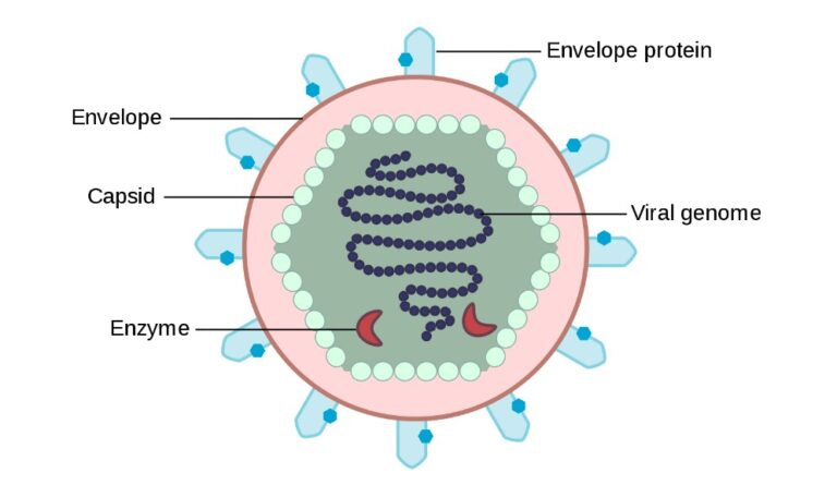 Virology | Concise Medical Knowledge