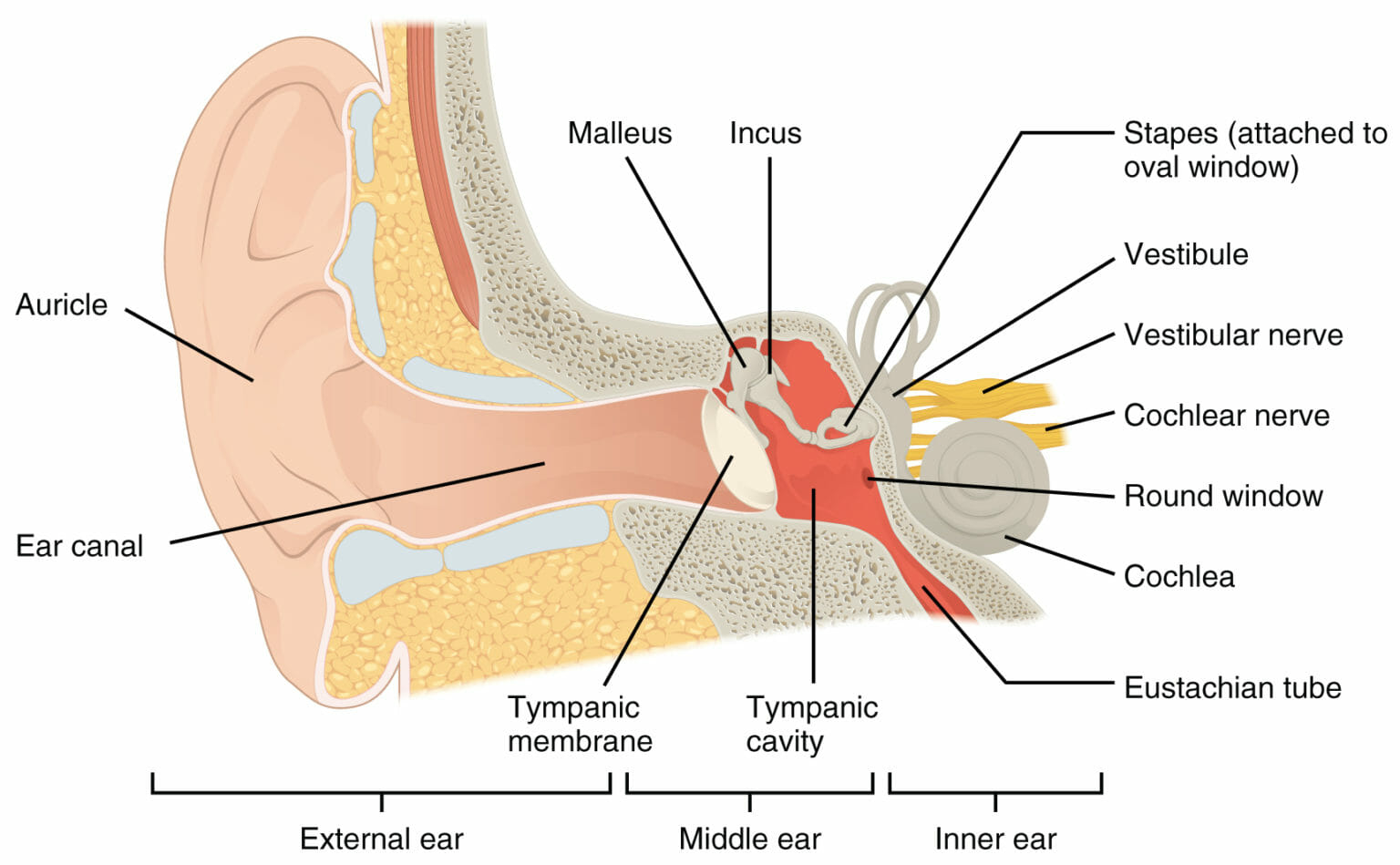 Auditory and Vestibular Pathways: Anatomy | Concise Medical Knowledge