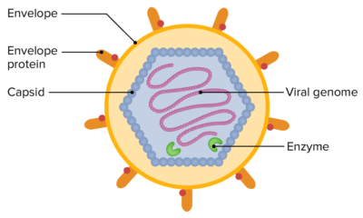 Virology | Concise Medical Knowledge