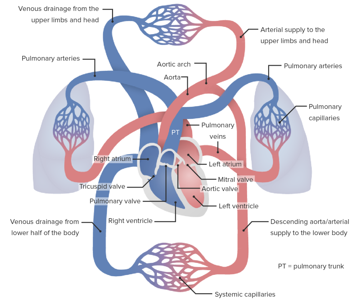 Pulmonary Trunk Pulmonary Trunk