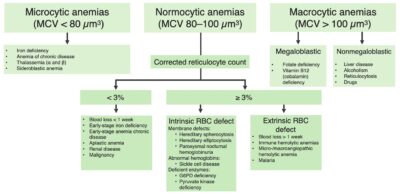 Anemia: Overview and Types | Concise Medical Knowledge