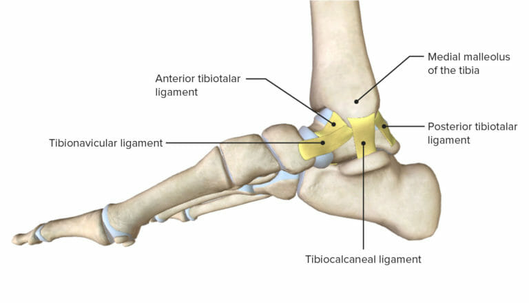 Ankle Joint: Anatomy | Concise Medical Knowledge