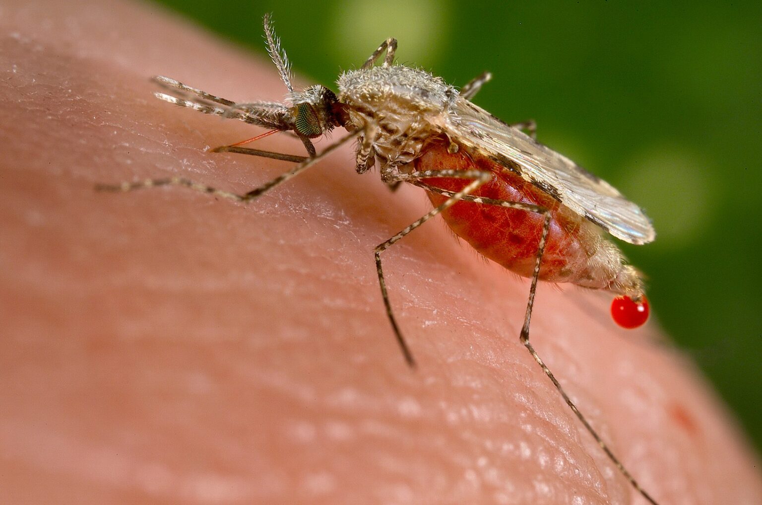 Plasmodium/Paludismo | Concise Medical Knowledge