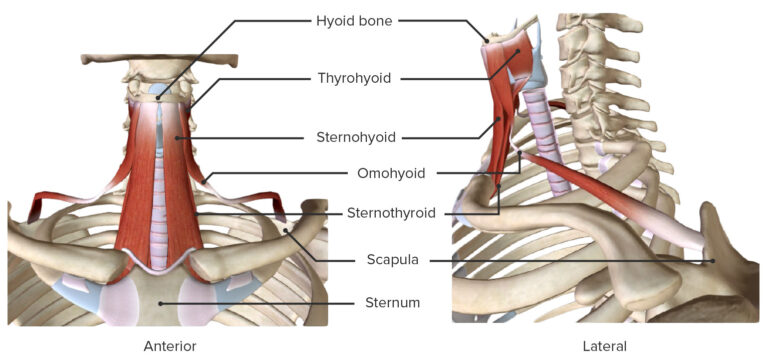 Extrinsic Laryngeal Muscles For Labeling