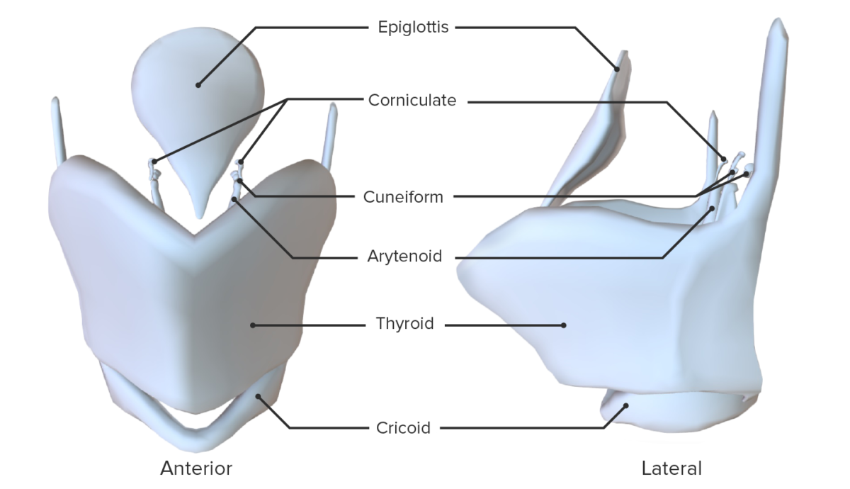 Larynx: Anatomy | Concise Medical Knowledge