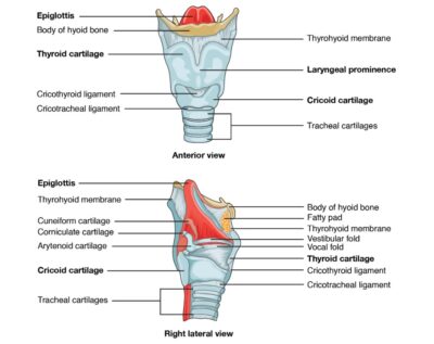 Laringe | Concise Medical Knowledge