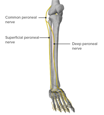 Leg: Anatomy | Concise Medical Knowledge