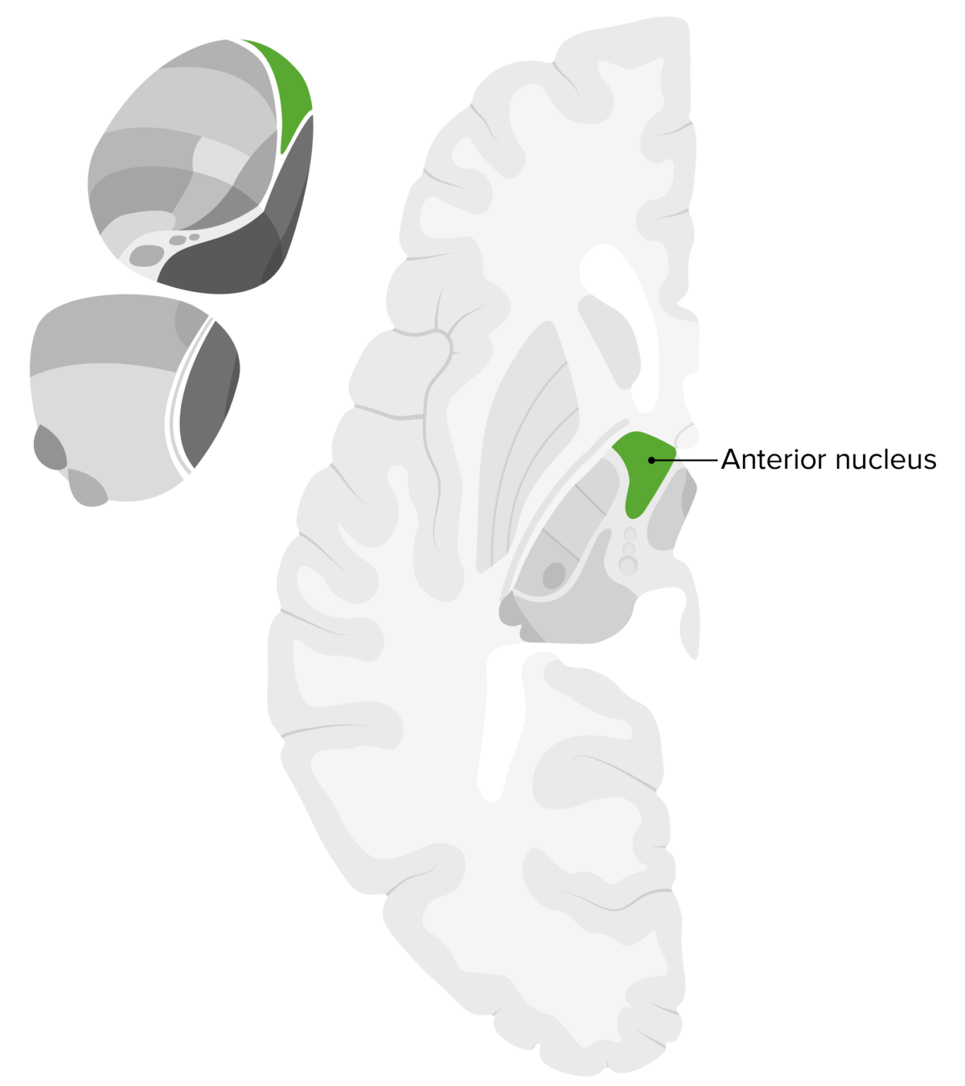 Thalamus: Anatomy | Concise Medical Knowledge
