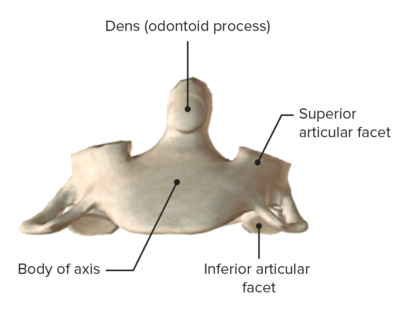 Vertebral Column: Anatomy | Concise Medical Knowledge