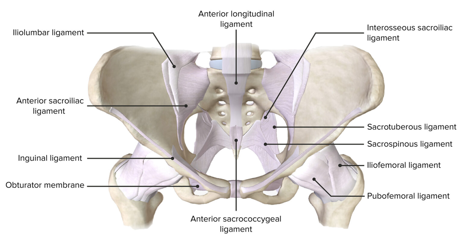Pelvis: Anatomy [+ Labeled Diagram] | Concise Medical Knowledge