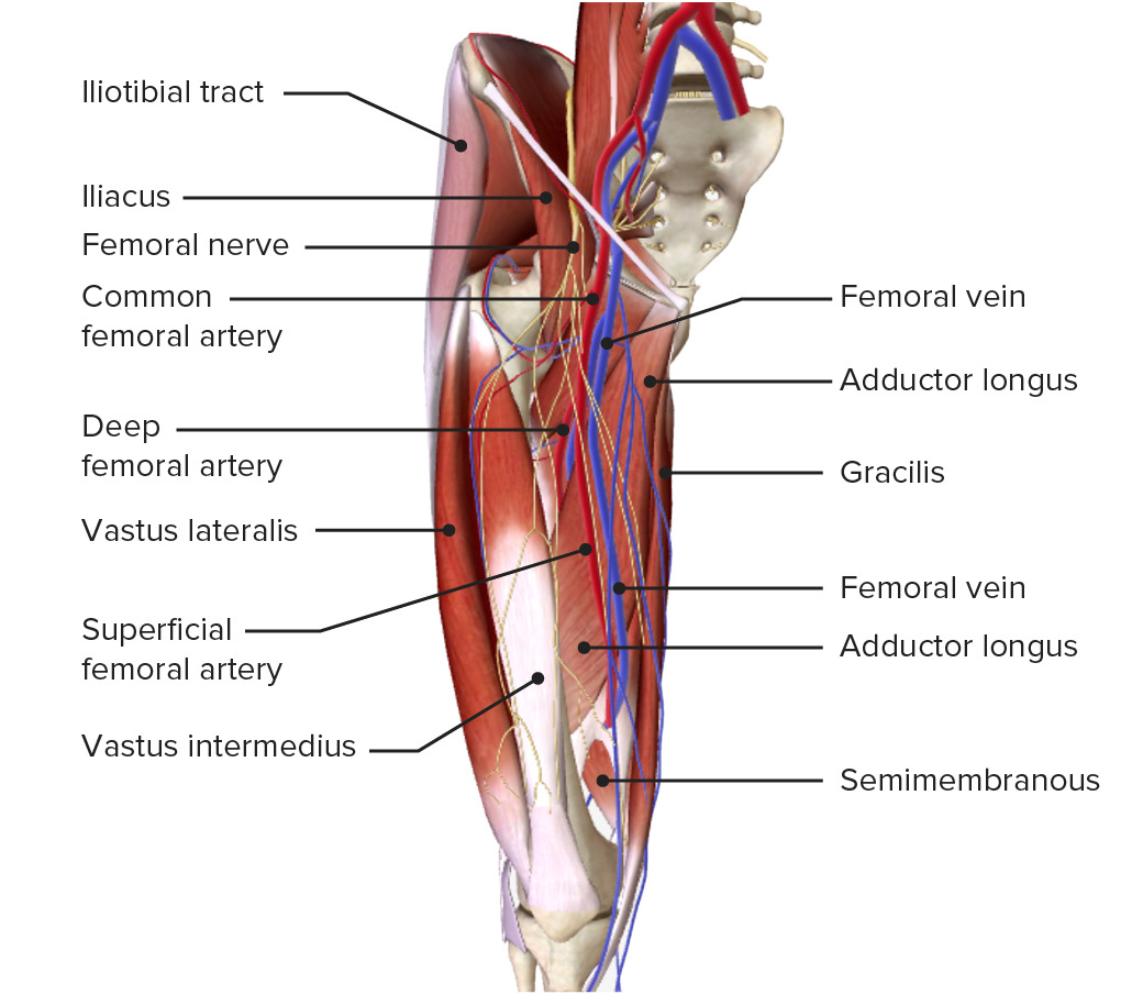 Thigh Anatomy Concise Medical Knowledge Thigh Anatomy Concise Medical Knowledge