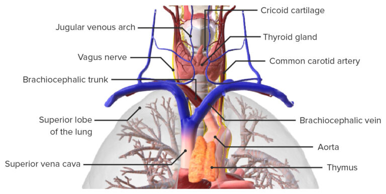 Trachea: Anatomy | Concise Medical Knowledge