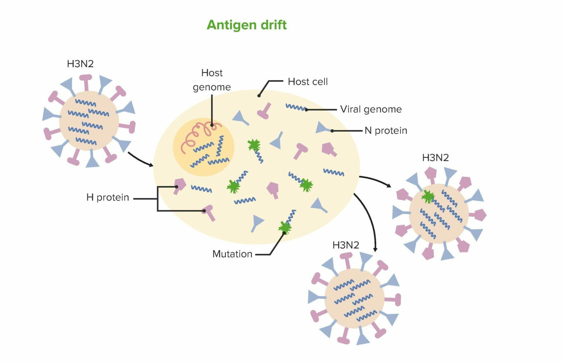 Influenza Viruses/Influenza | Concise Medical Knowledge