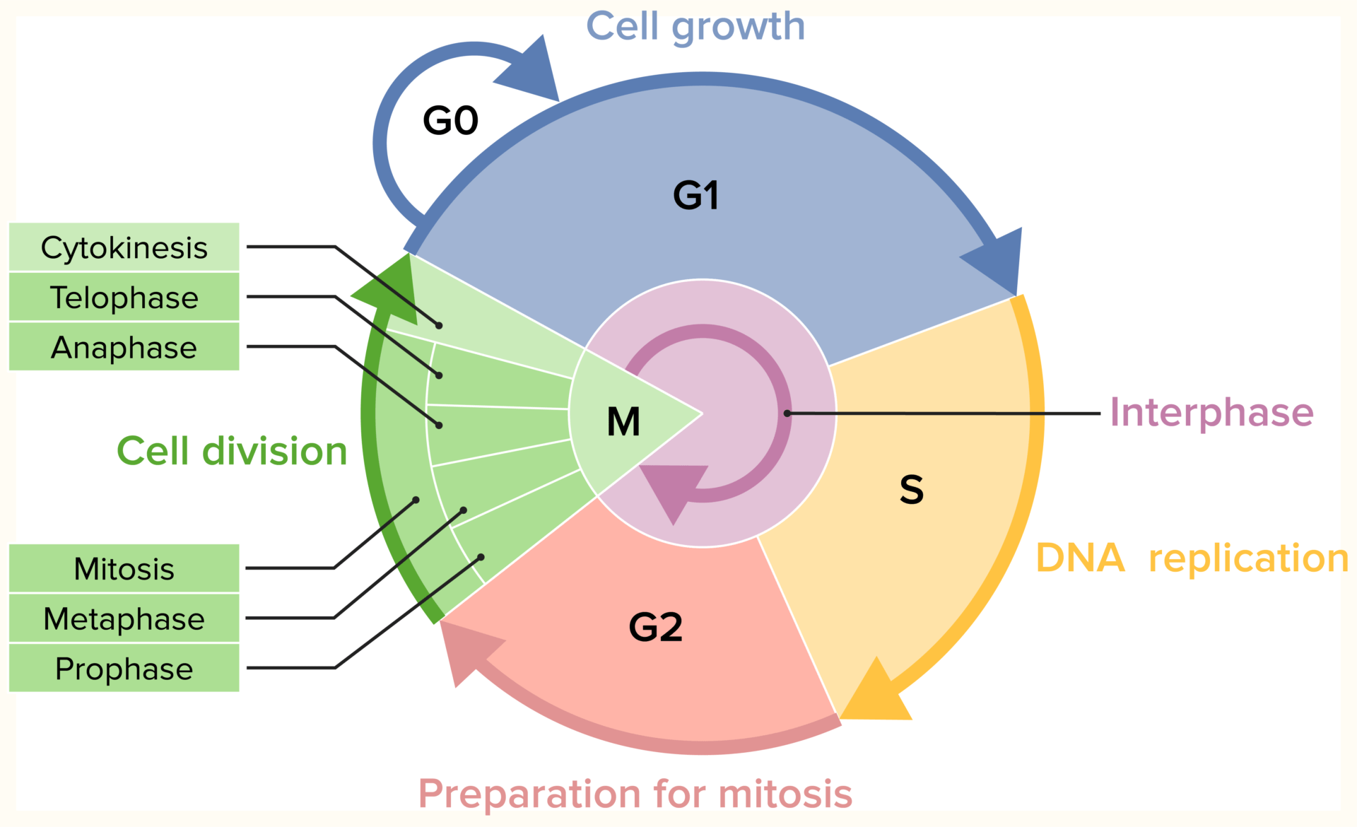 Antimetabolite Chemotherapy | Concise Medical Knowledge