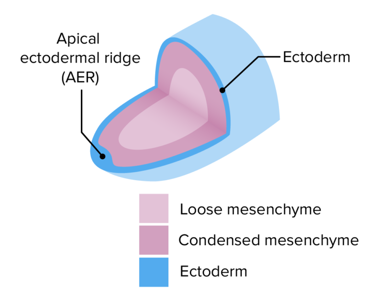Development of the Limbs | Concise Medical Knowledge