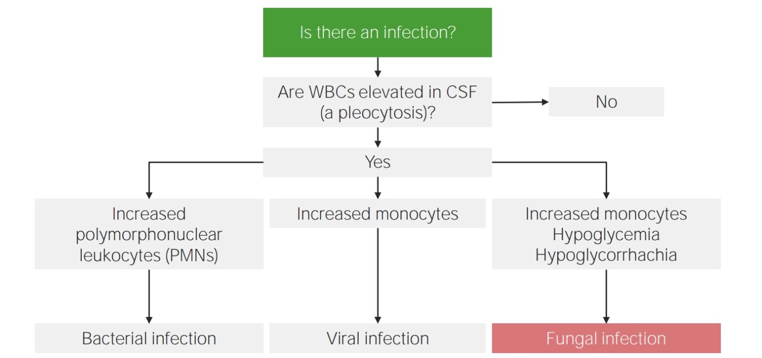 Meningitis | Concise Medical Knowledge