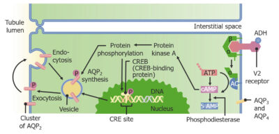 Sistema Tubular | Concise Medical Knowledge