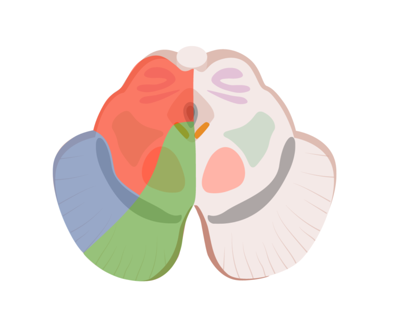 Tronco Cerebral: Anatomia | Concise Medical Knowledge