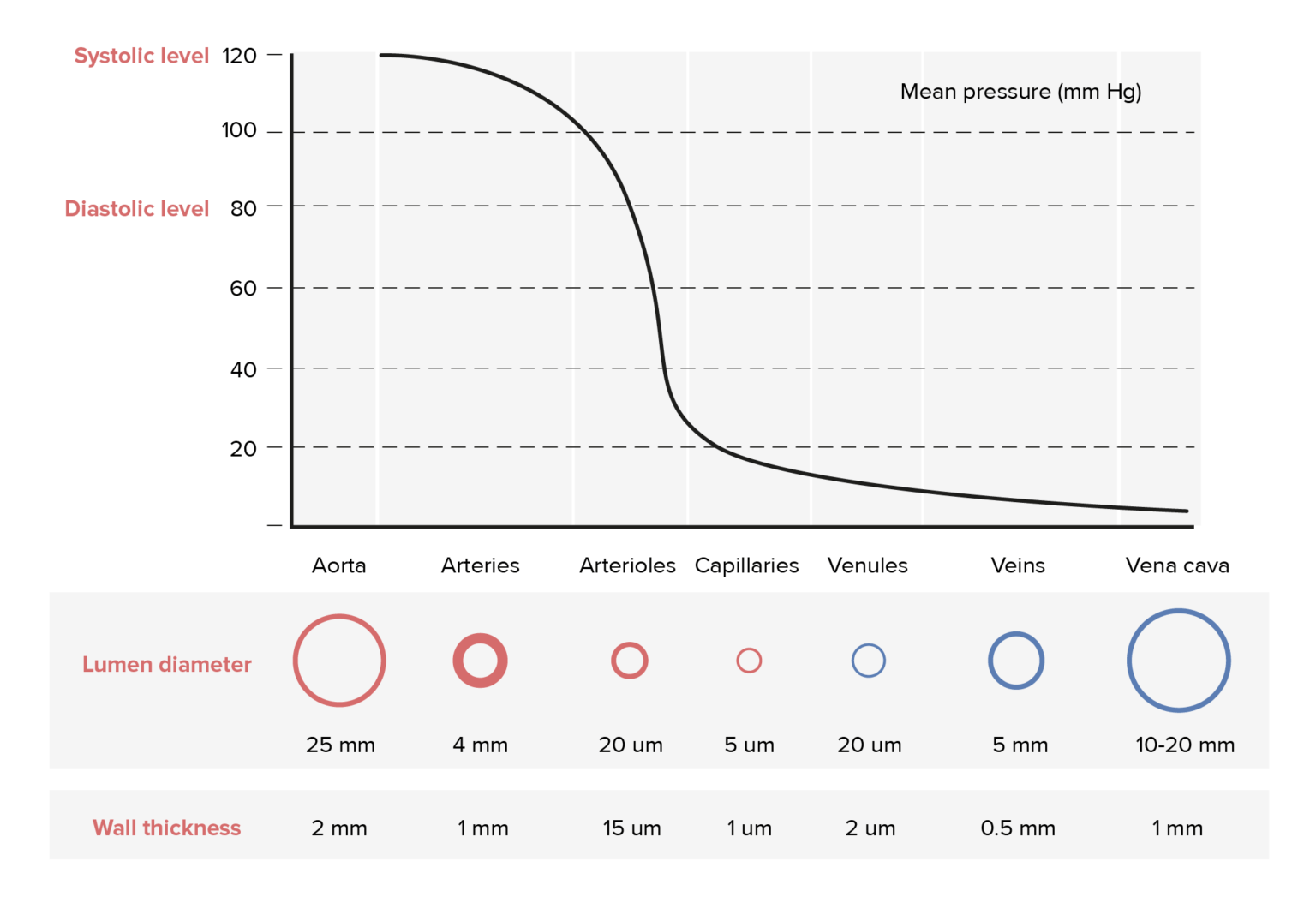 Arteries: Histology | Concise Medical Knowledge