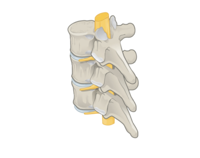 Coluna Vertebral: Anatomia | Concise Medical Knowledge
