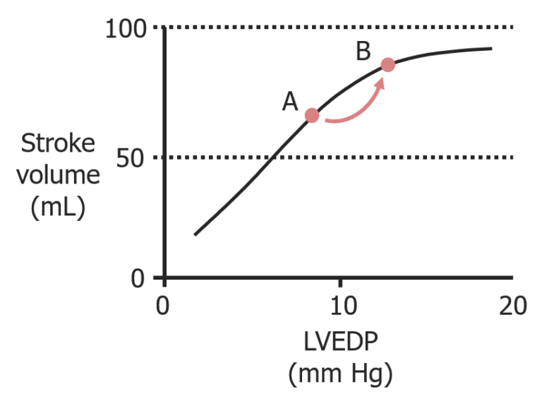 Cardiac Mechanics | Concise Medical Knowledge