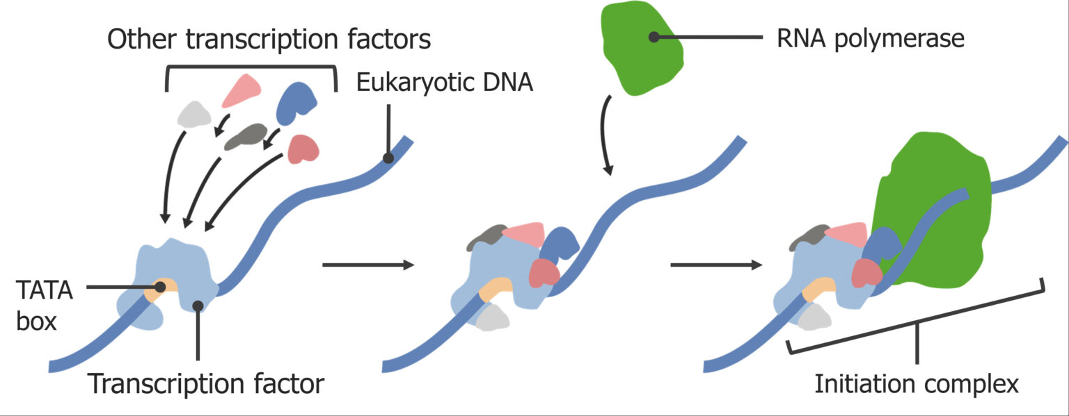 Stages of Transcription | Concise Medical Knowledge