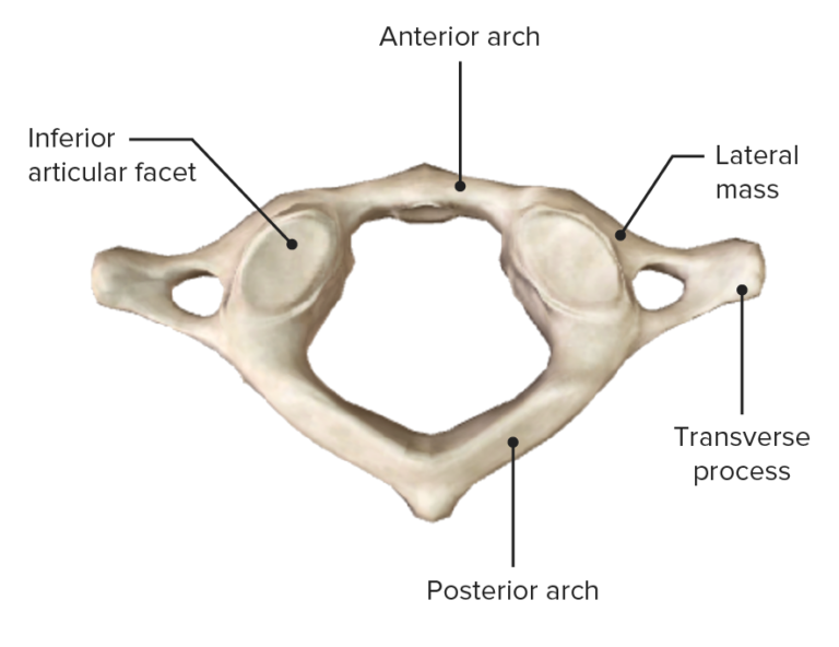 Coluna Vertebral: Anatomia | Concise Medical Knowledge