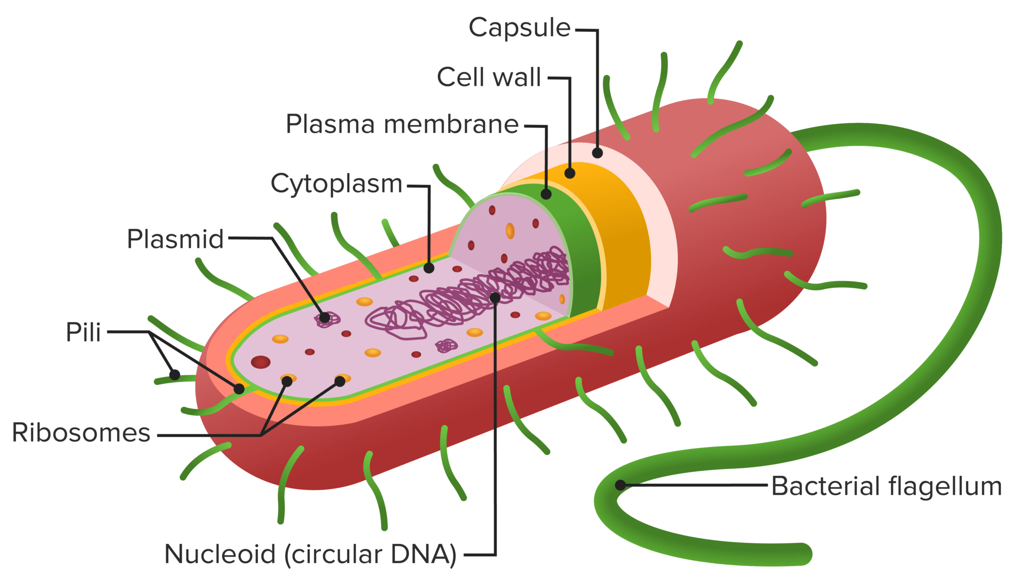 Bacteriology | Concise Medical Knowledge